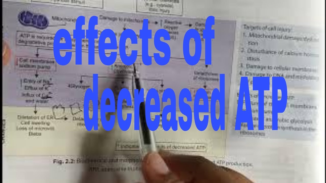 biochemical and morphological changes of decreased ATP production ...