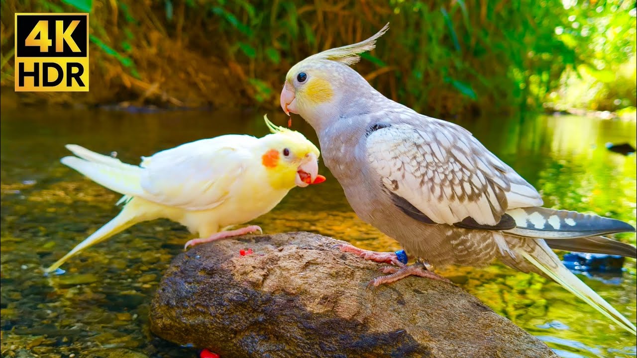 1 Hour: RELAXING Cockatiel Sounds in Nature | Cute Birds on River Rock ...