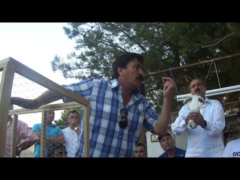 Sefa Tokyürek Şebap Güvercinleri Analiz Ediyor