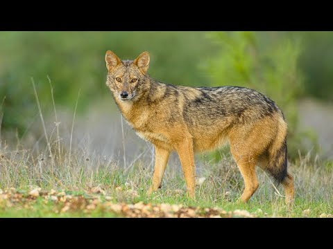 Big Fat Jackal Come Closer! | Jackal Call | Jackal Sound | Shialer Dak ...
