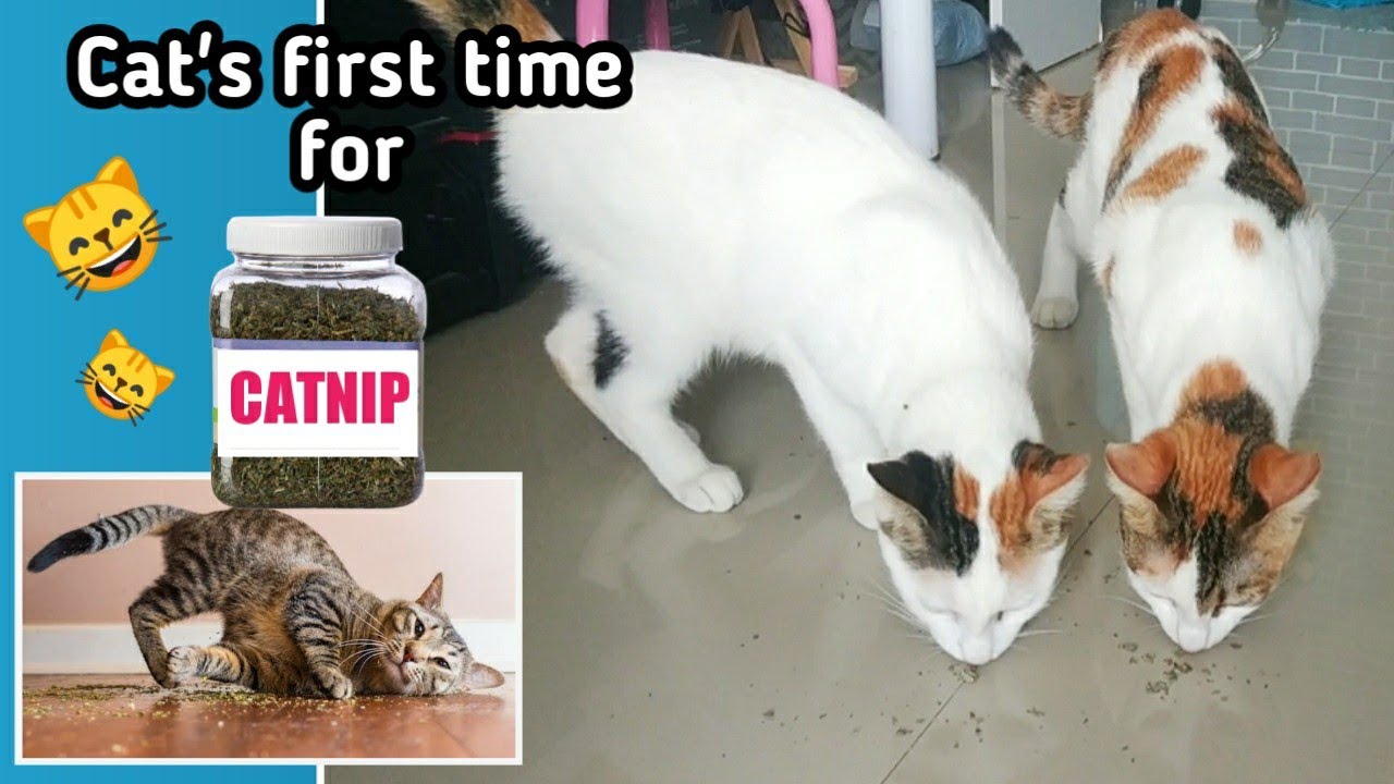 Những Mèo Hài Hước Trên Cỏ Catnip: Cuộc Vui Dại Dột - Activegaliano.org
