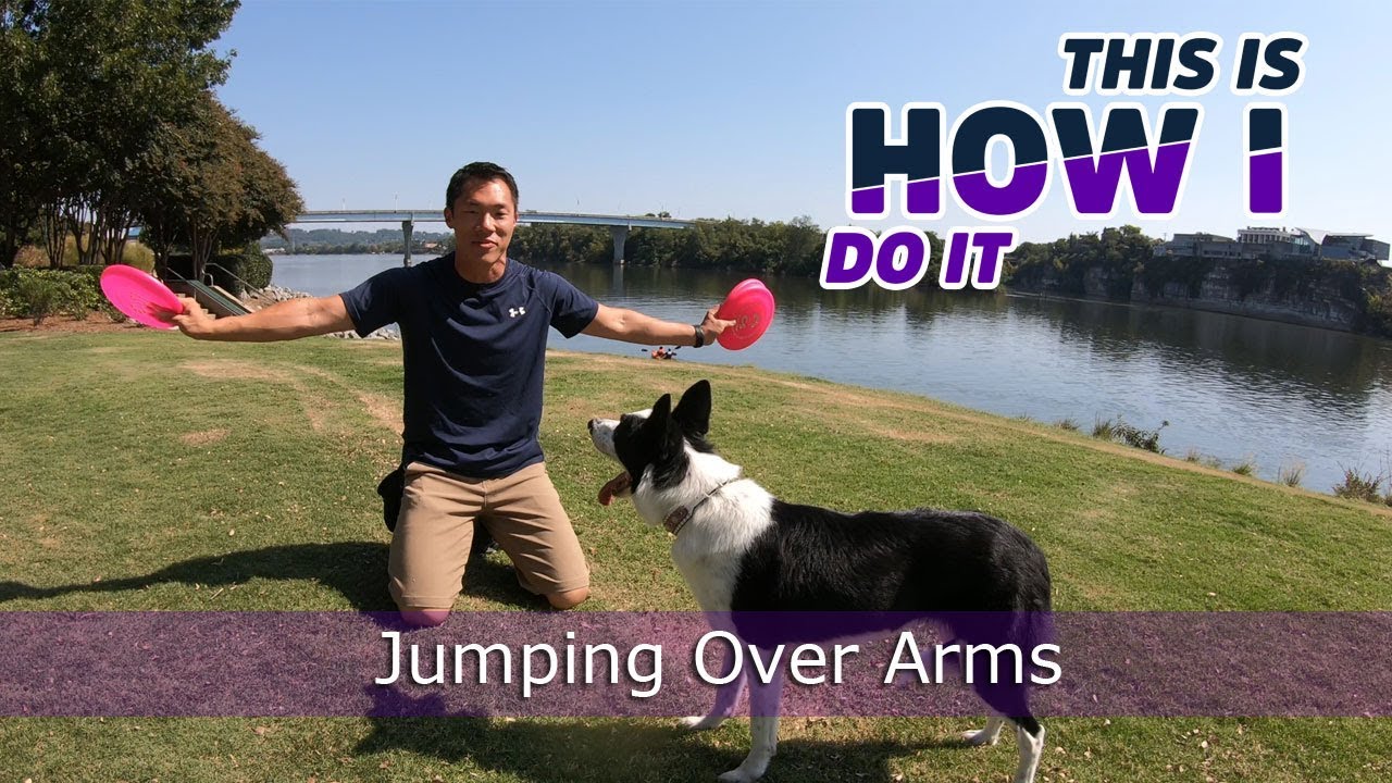 Disc Dog Jumping Over Arms - Andrew Han - YouTube