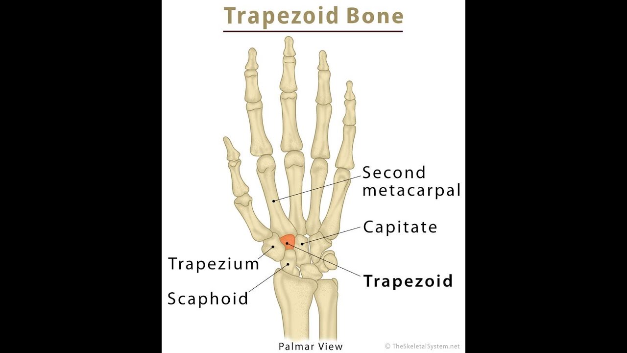 Bony articulations of the trapezoid carpal bone - YouTube