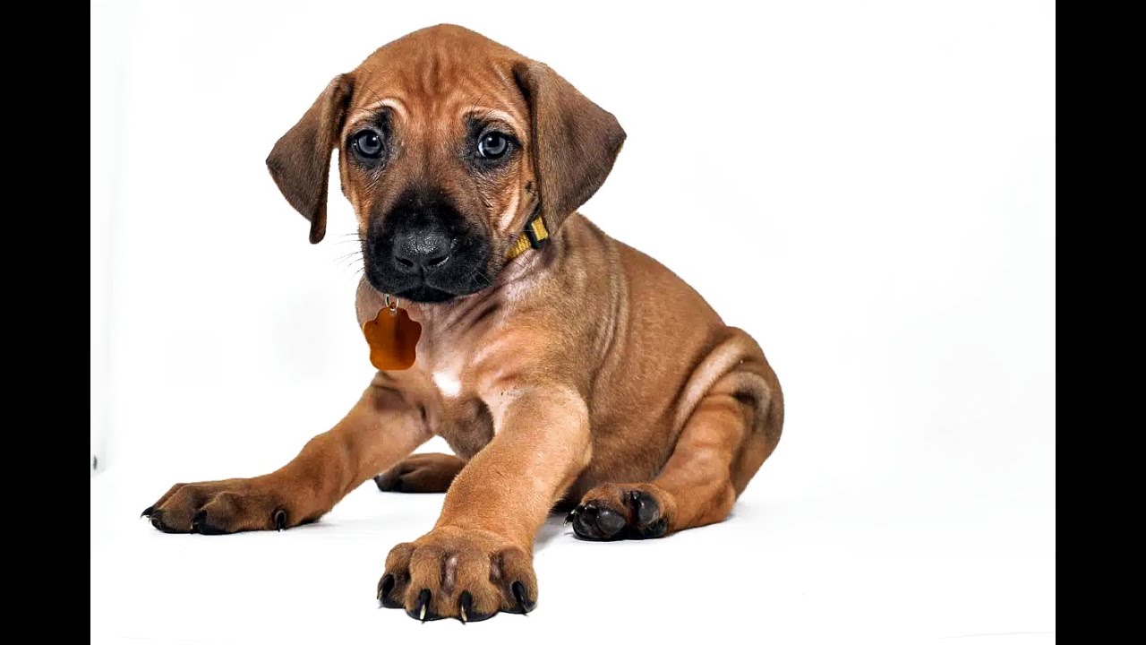 Ridgeback Rescue Texas