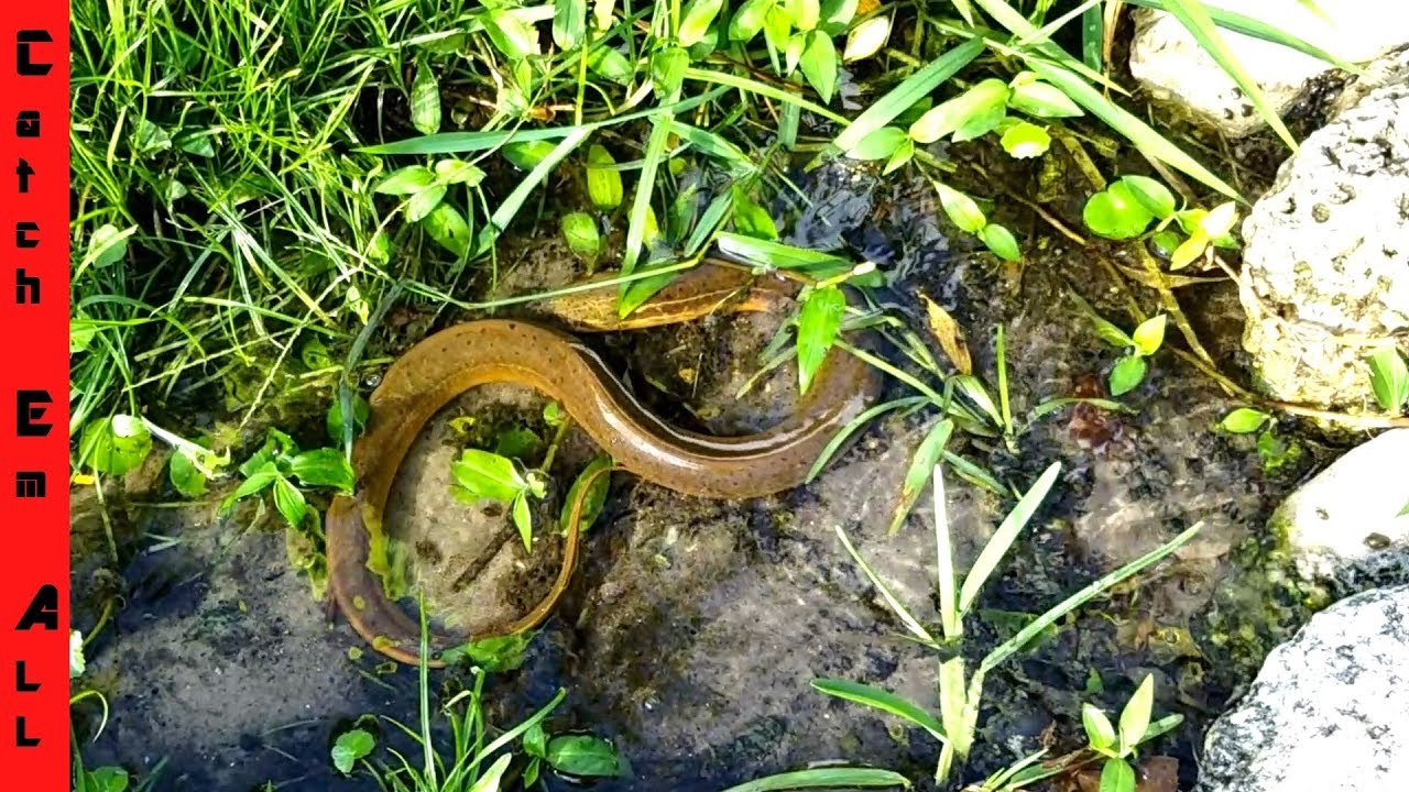 SHALLOW WATER EEL CAPTURE POND! - YouTube