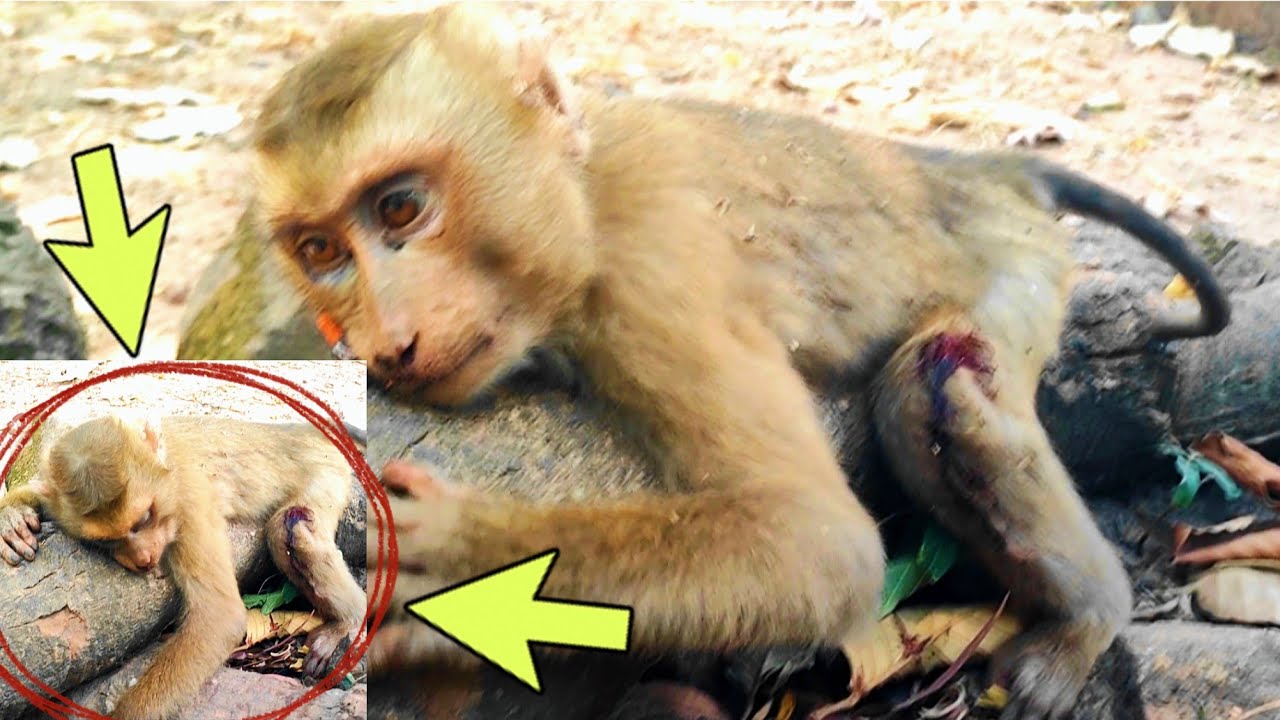 Poor little monkey got bitten by another, She hurts so bad😭 - YouTube