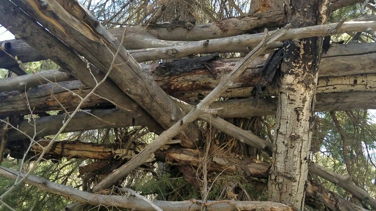 #5 Bigfoot / sasquatch 10 trees stack, project sasquatch - YouTube