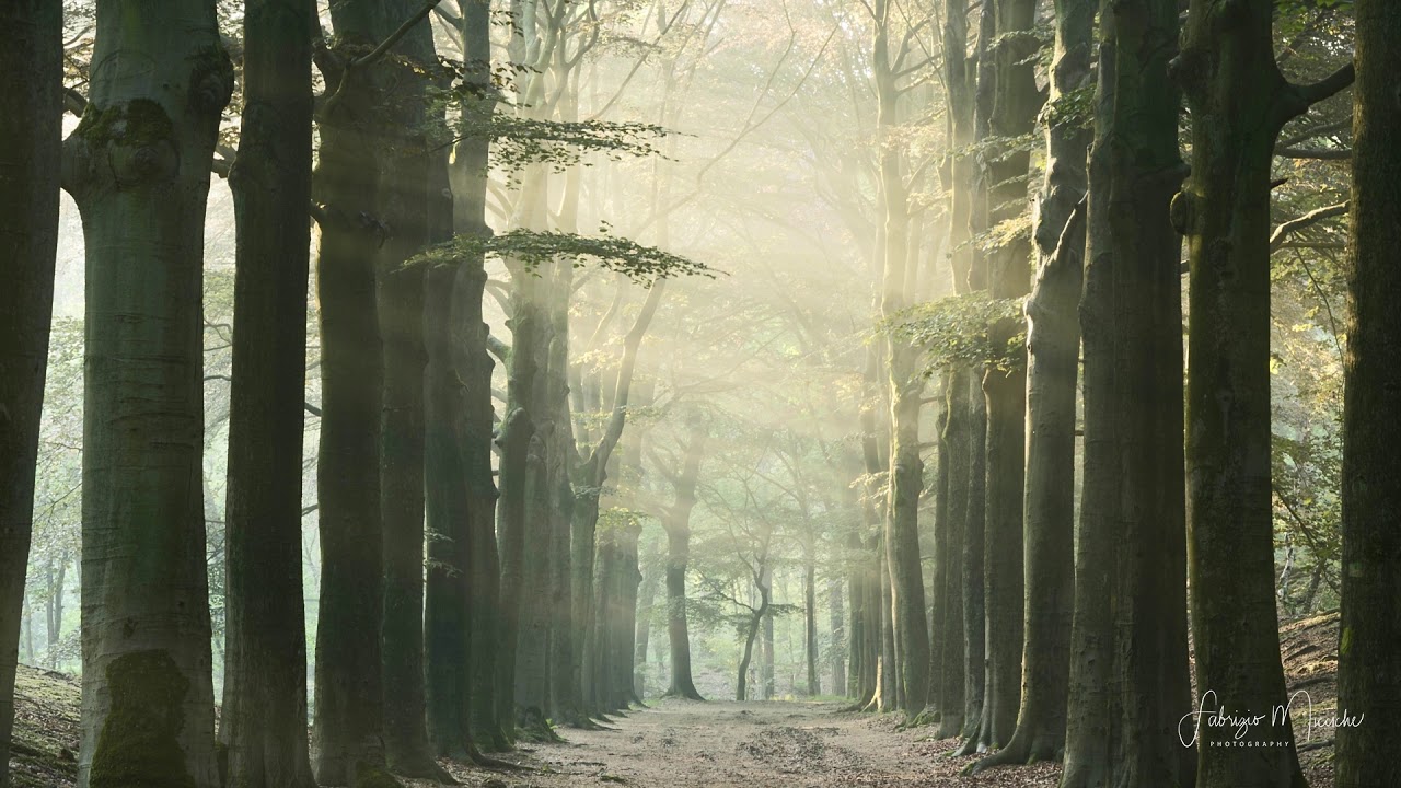 Time lapse of forest sun rays during morning in spring - YouTube