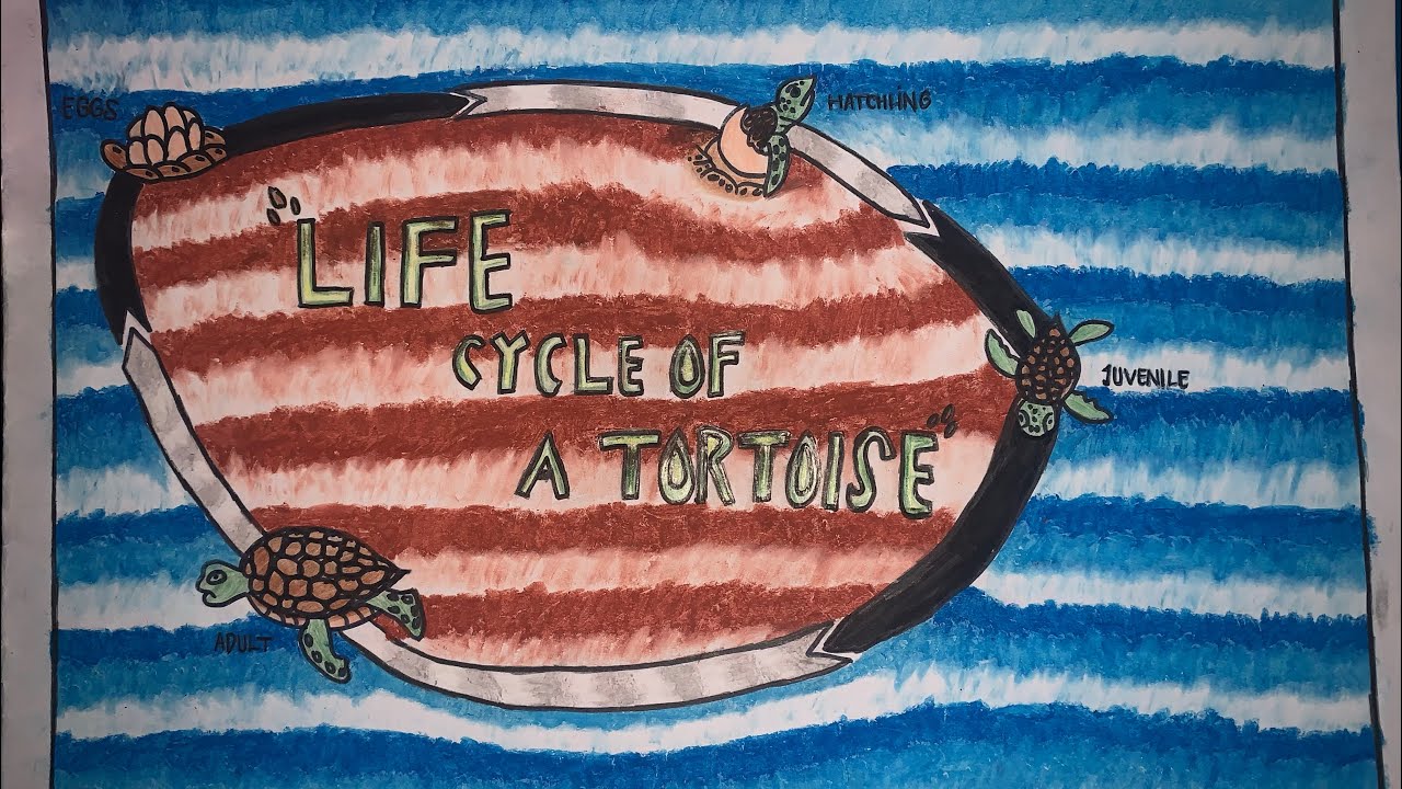 A TORTOISE LIFE CYCLE! 🐢♻️ - YouTube