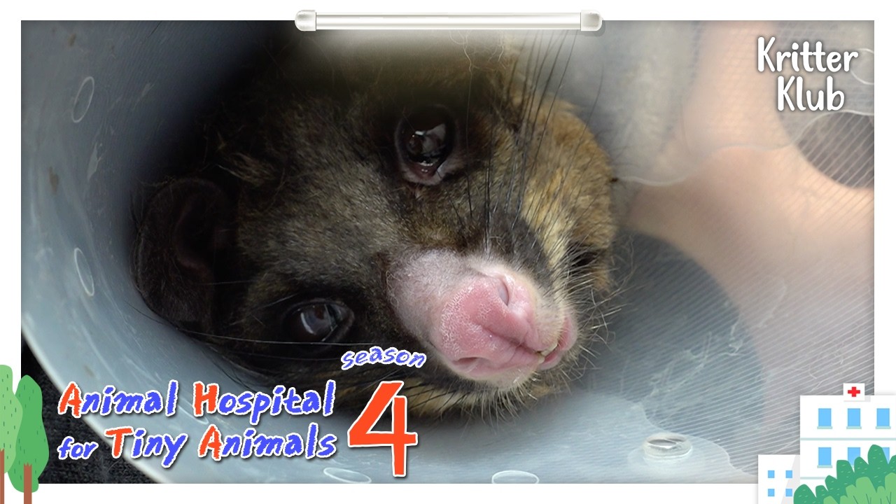 Today's Patient: Common Brushtail Possum I Animal Hospital For Tiny ...