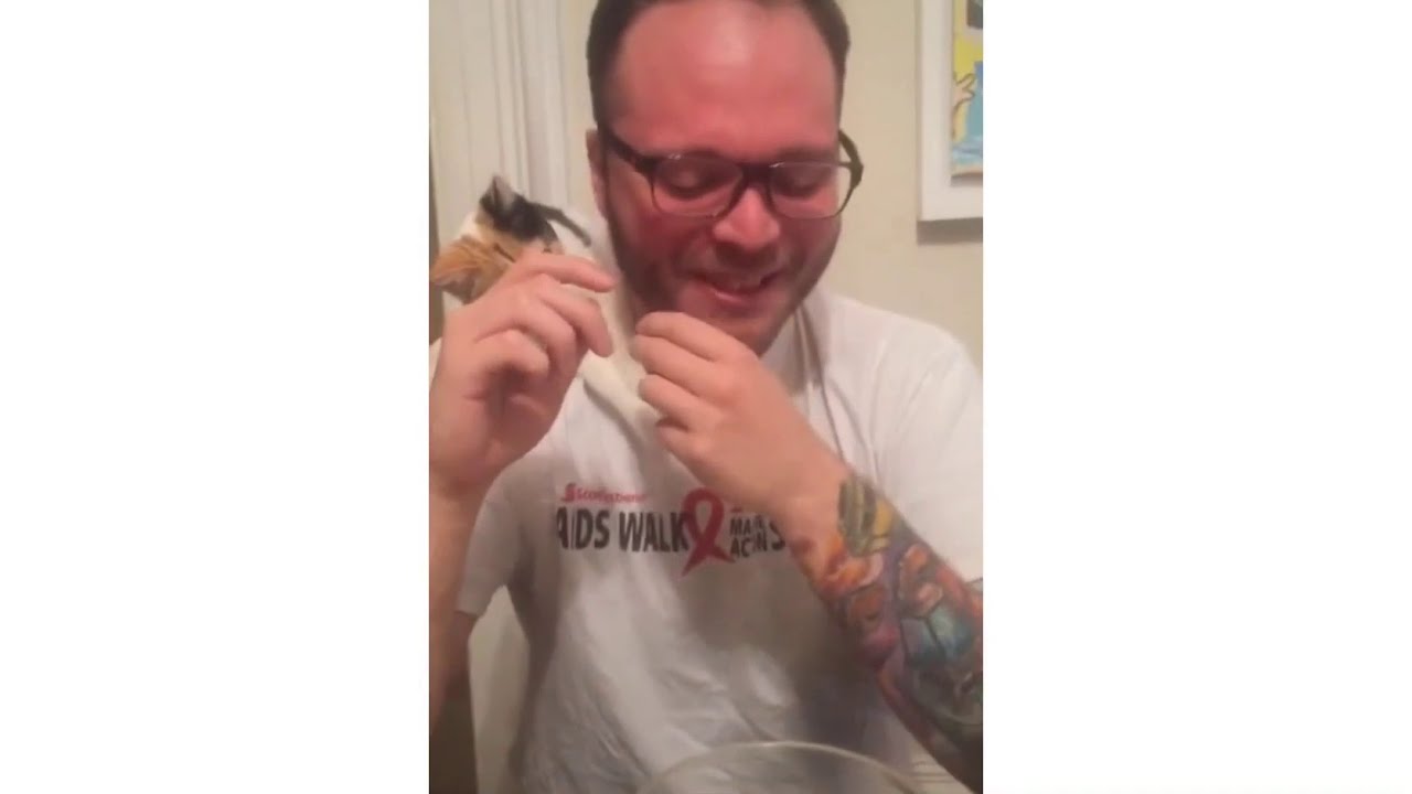 BEST CAT TIKTOK MEMES COMPILATION OF 2020 (FUNNY CAT VIDOES) - YouTube