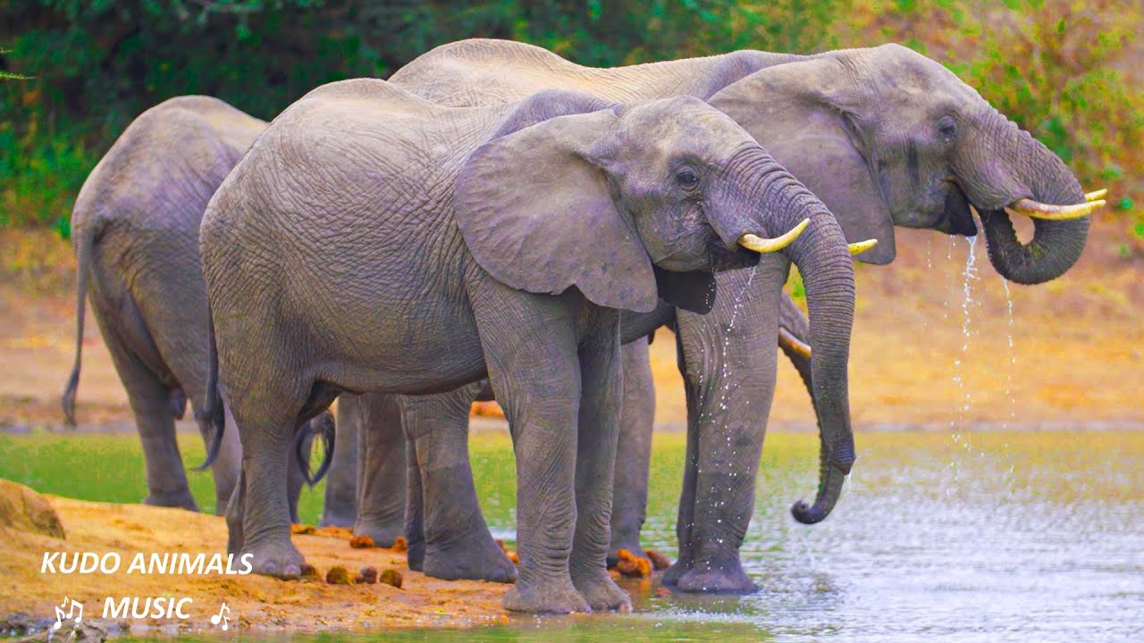 Elephent 4K Animals Videos | Relaxing Music With 4K Animals Film | Kudo ...