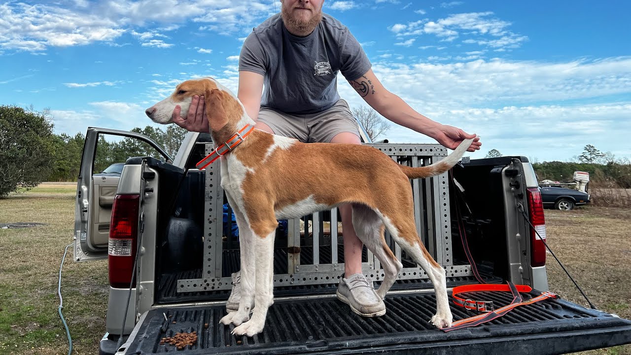 Running Deer With Dogs with multiple deer crossing! Thanks for the ...