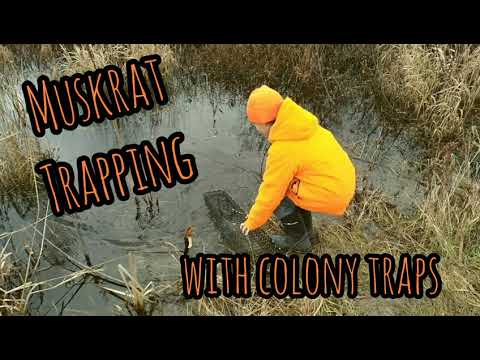 Muskrat Trapping with colony traps - YouTube