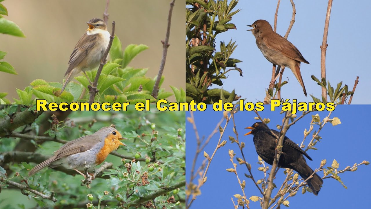 Reconocer el Canto de los Pájaros. Video de Práctica para Principiantes ...