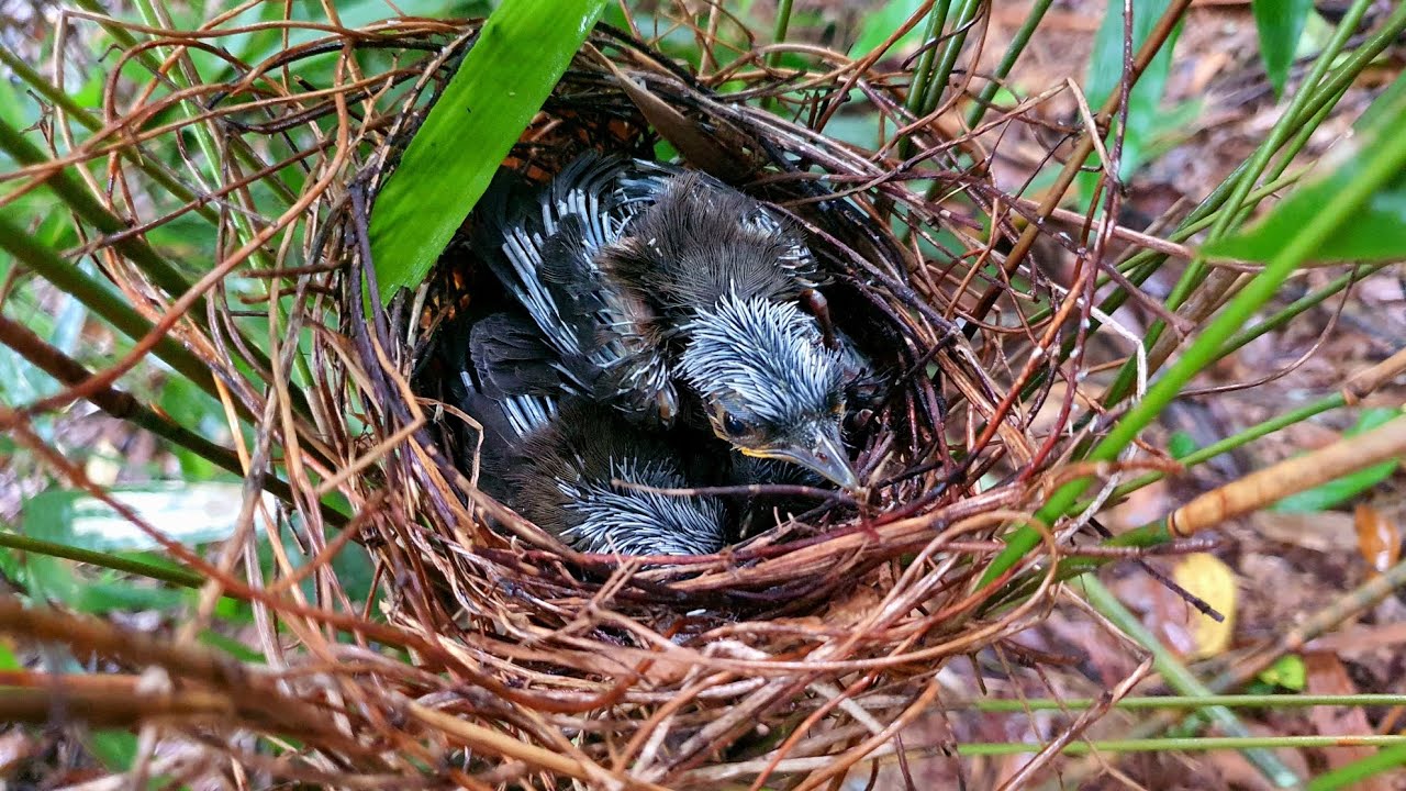 hnub no moov zoo mus pom zes noog sab fwj | วันนี้ไปเจอรังนกถั่วแก่นขาว ...