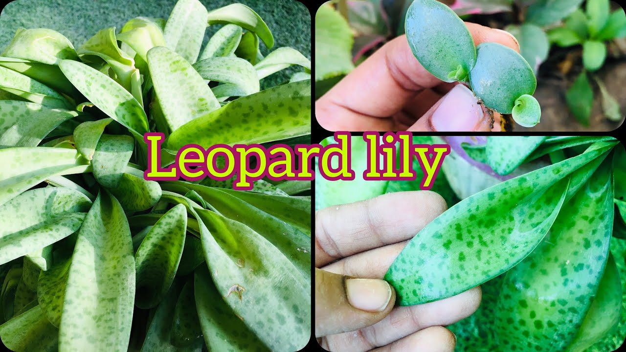 scilla passiflora plant care | leopard lily / silver squill/ Scilla ...
