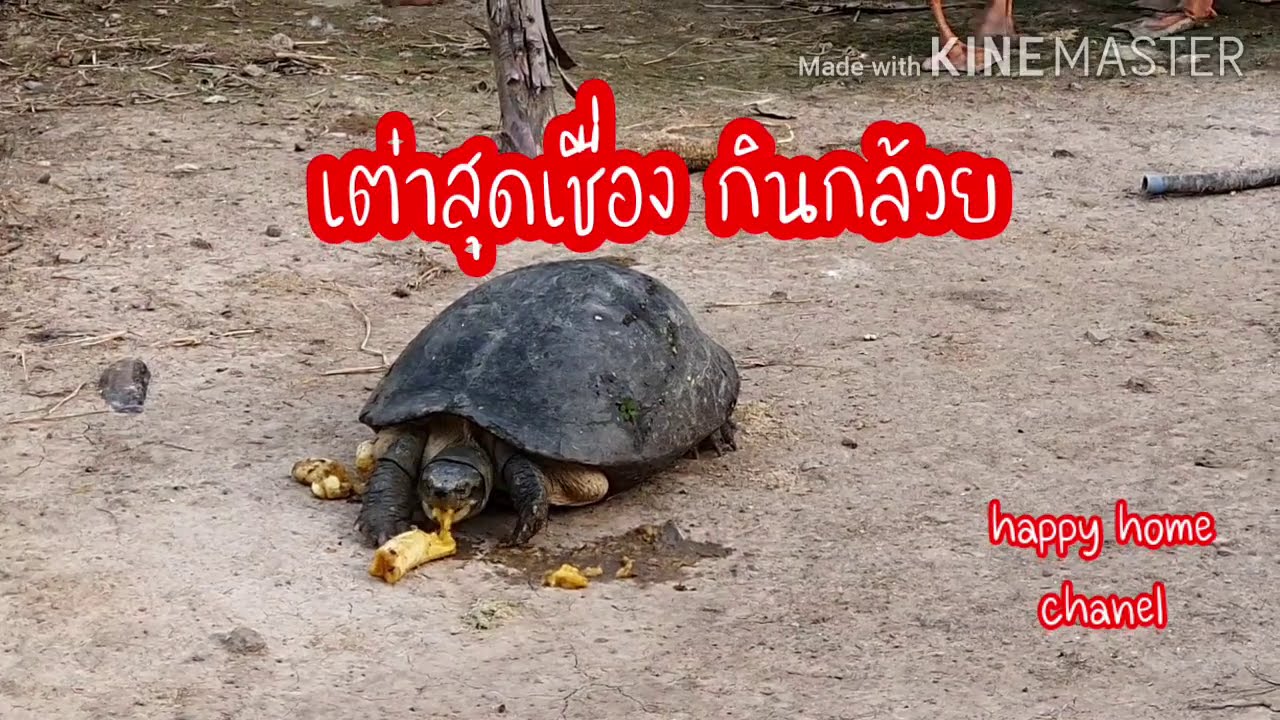 Turtle eating banana/เต่ากินกล้วย - YouTube