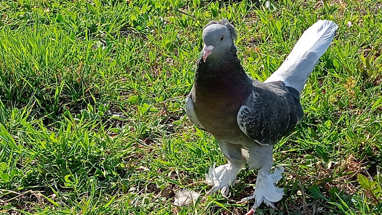 👍YENİ YAVRULAR GELDİ👍UÇUMA KADAR RELAX👍 - YouTube