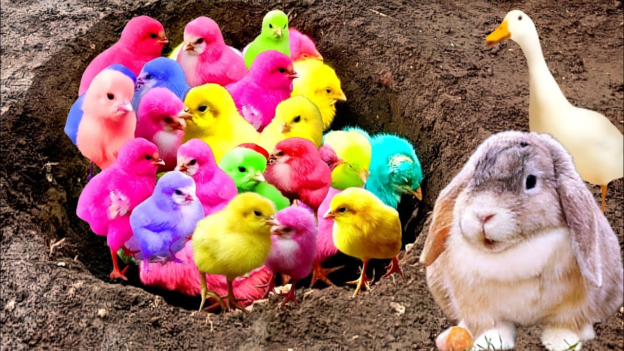 Tangkap Ayam Lucu, Ayam Warna Warni, Ayam Pelangi Gokil,Bebek,Kelinci ...