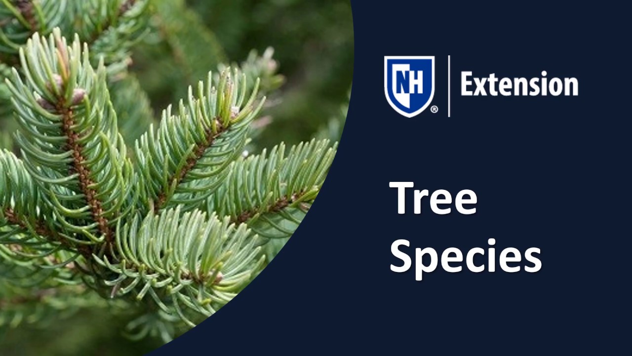 Christmas Tree Species YouTube christmas-tree-species-youtube