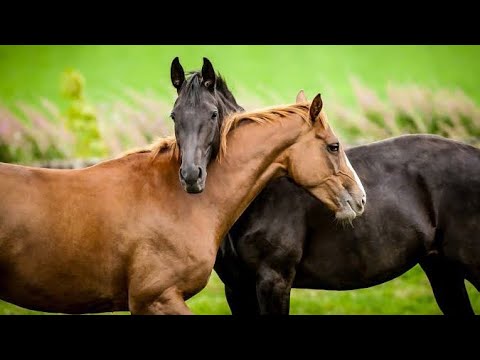 4k quality animals footage cute animals beautiful horse scenes seen ...