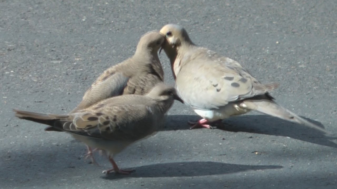 WACKY BIRDS DO THE ELECTRIC BOOGALOO! - YouTube