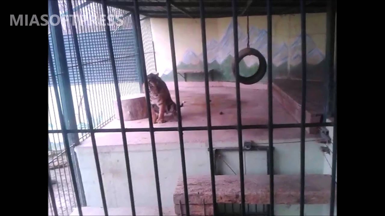 ZOO Bojná / Ranč pod Babicou - YouTube