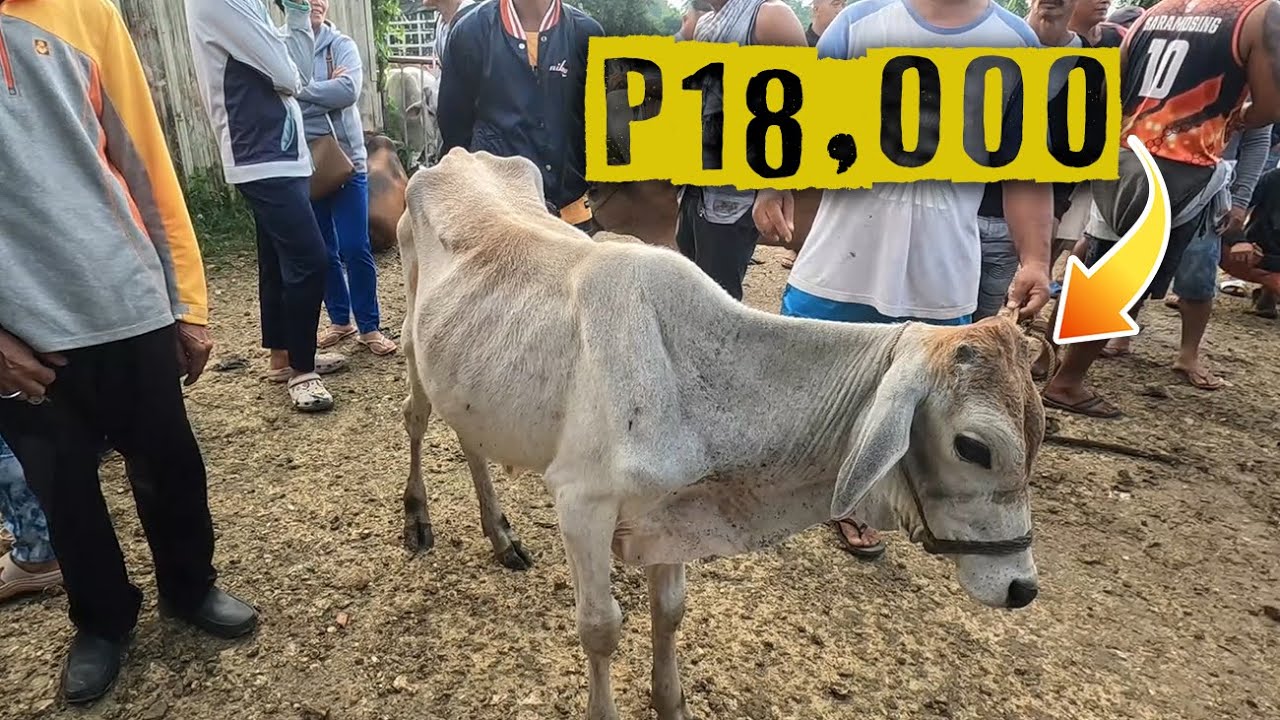 Presyo ng Baka sa Bohol July 2024 - YouTube
