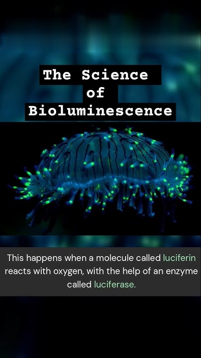 Why Do Animals Glow? 🔥 The Science of Bioluminescence! 🍄🪼 - YouTube