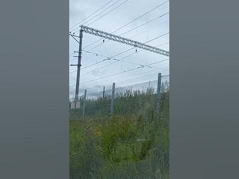 Мотриса праздничная. - YouTube