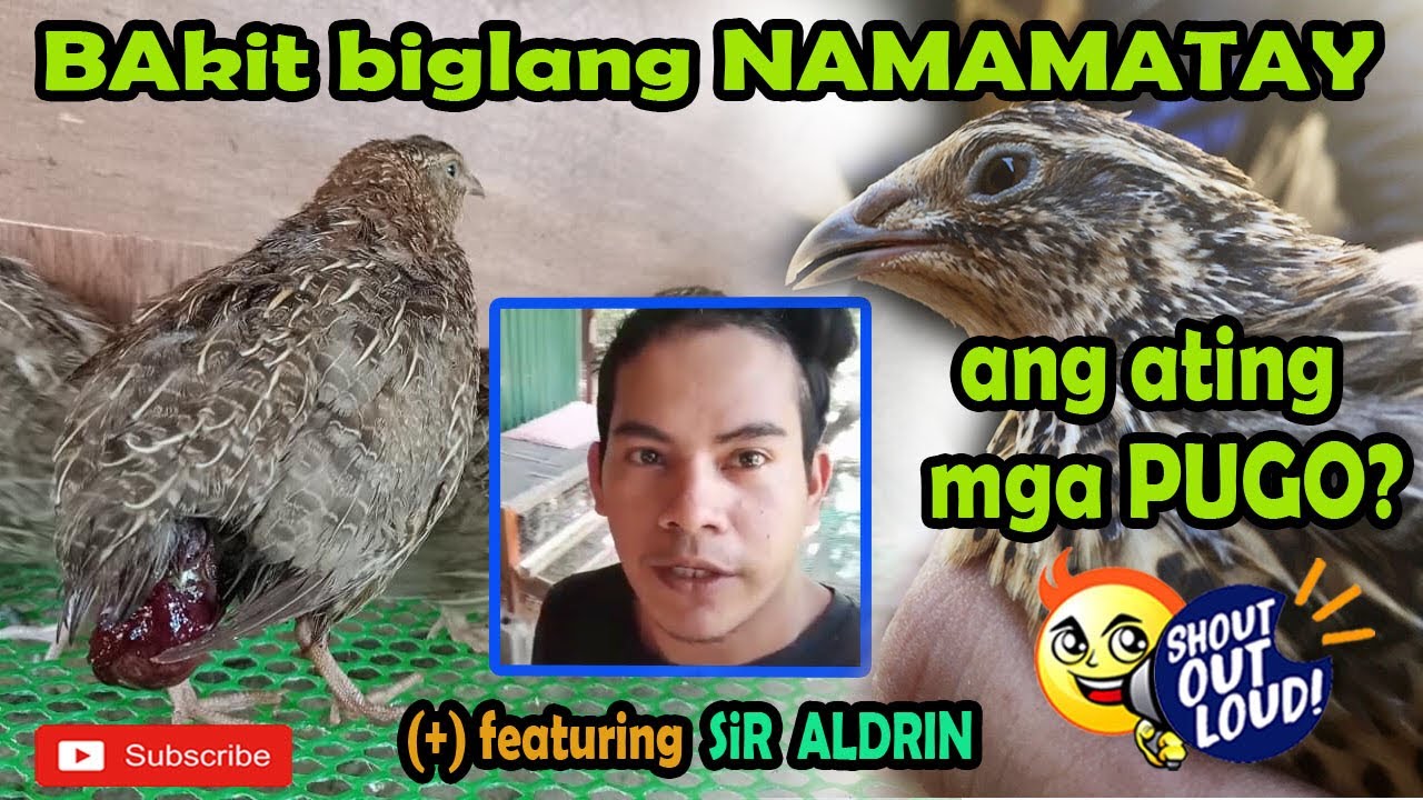 Quail Farming Tips: Bakit BIGLANG NAMAMATAY ANG ATING MGA PUGO ...