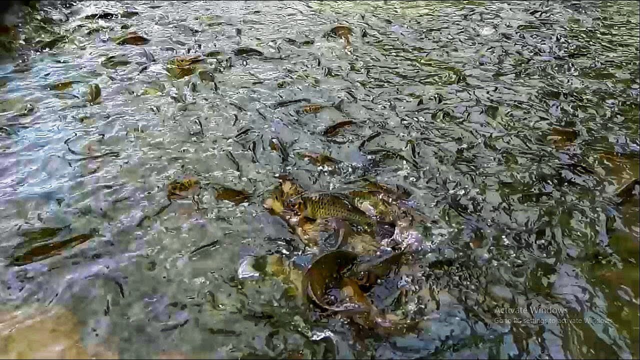 Beauty of Manik Ganga (River of Gems).. කතරගම මැණික් ගගේ අසිරිය. - YouTube