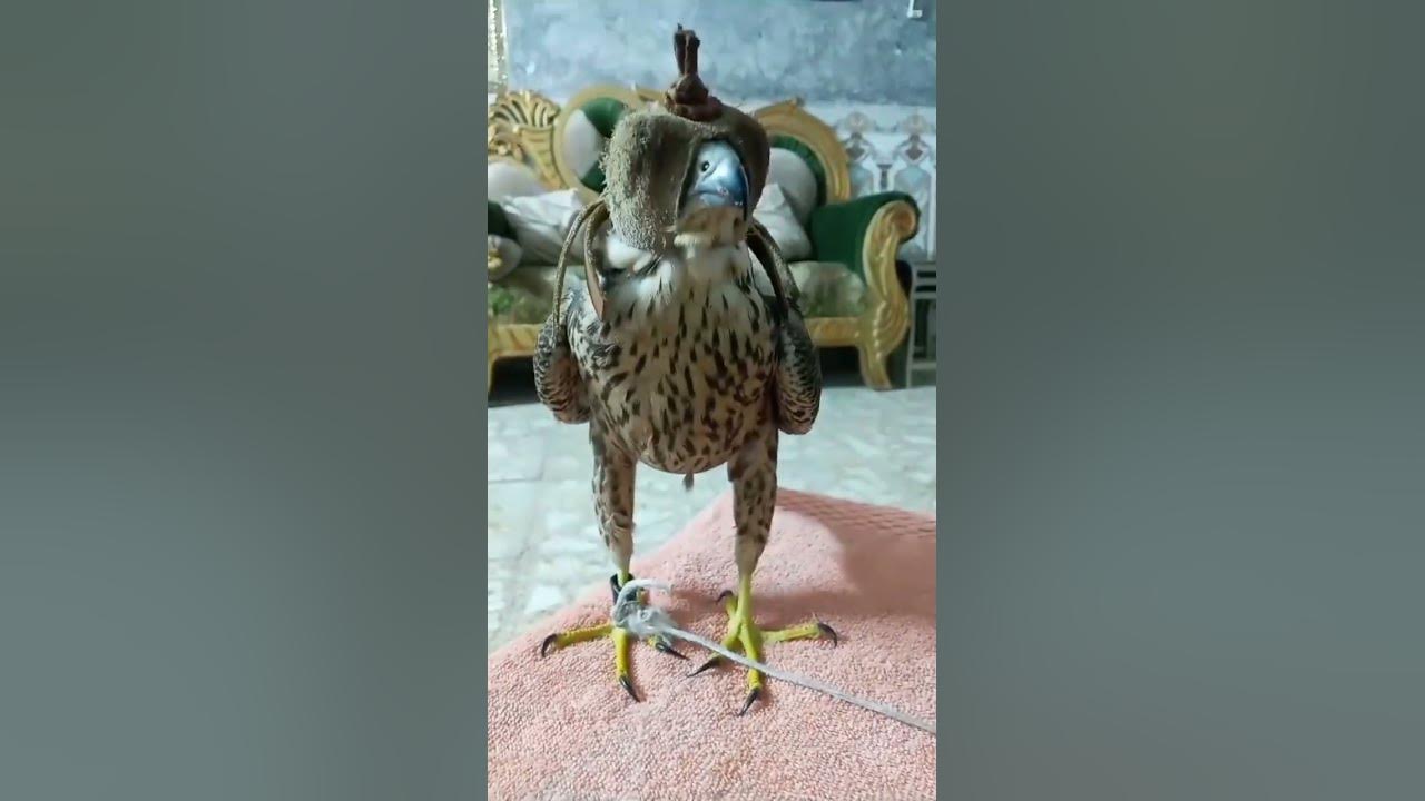 طريقه قياس صقور شاهين Youtube