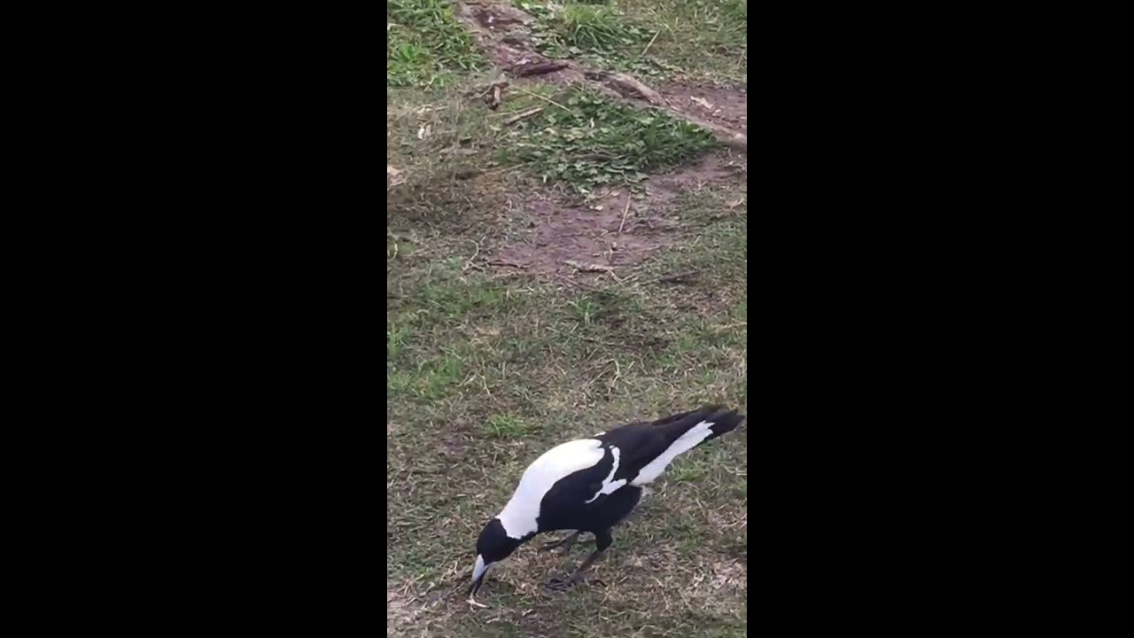 Australian magpies call - YouTube