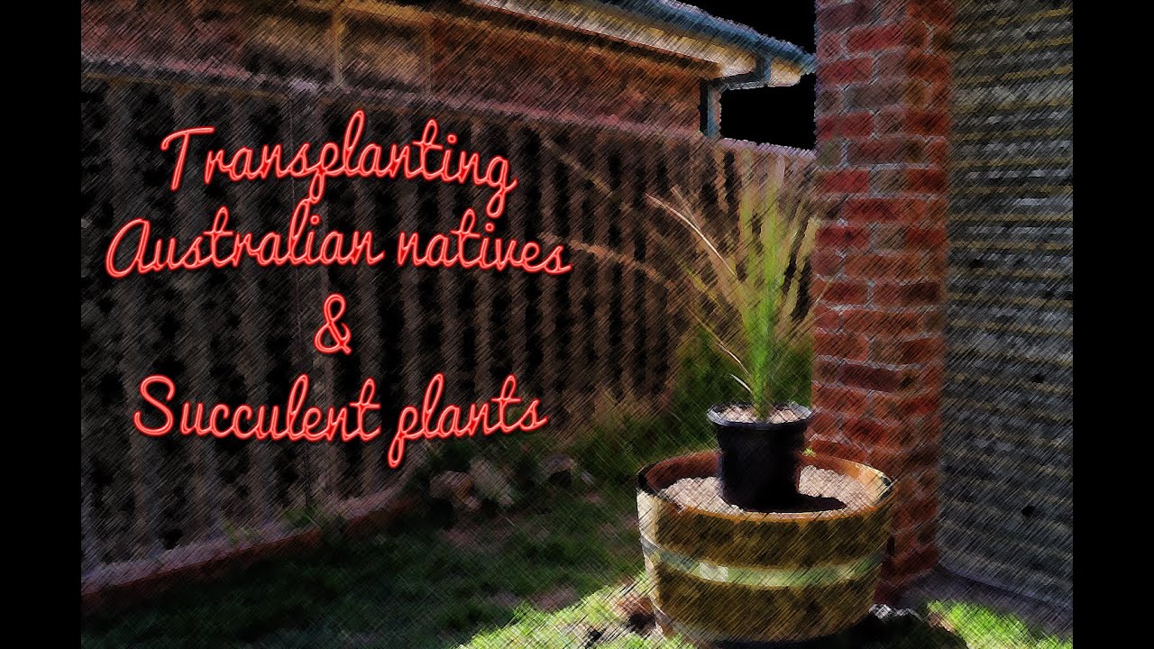 Transplanting 4 Aussie Native & 2 Succulent plants | Mathew Shilling ...