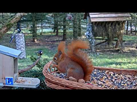 Záchranná stanice živočichů Makov - Krmítko (Bird feeder) ~ 11/12/2019 ...