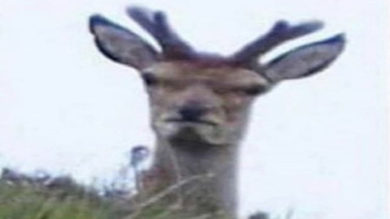 UNUSUAL MEMES COMPILATION #300 - The Weirdest, Coolest, and Most Absurd ...