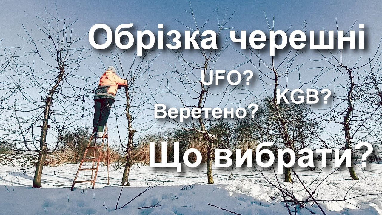 Обрізка черешні. UFO, KGB, чи струнке веретено? Cherry pruning - YouTube