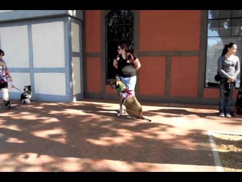 Public Access Test from Psychiatric Service Dog Partners - YouTube