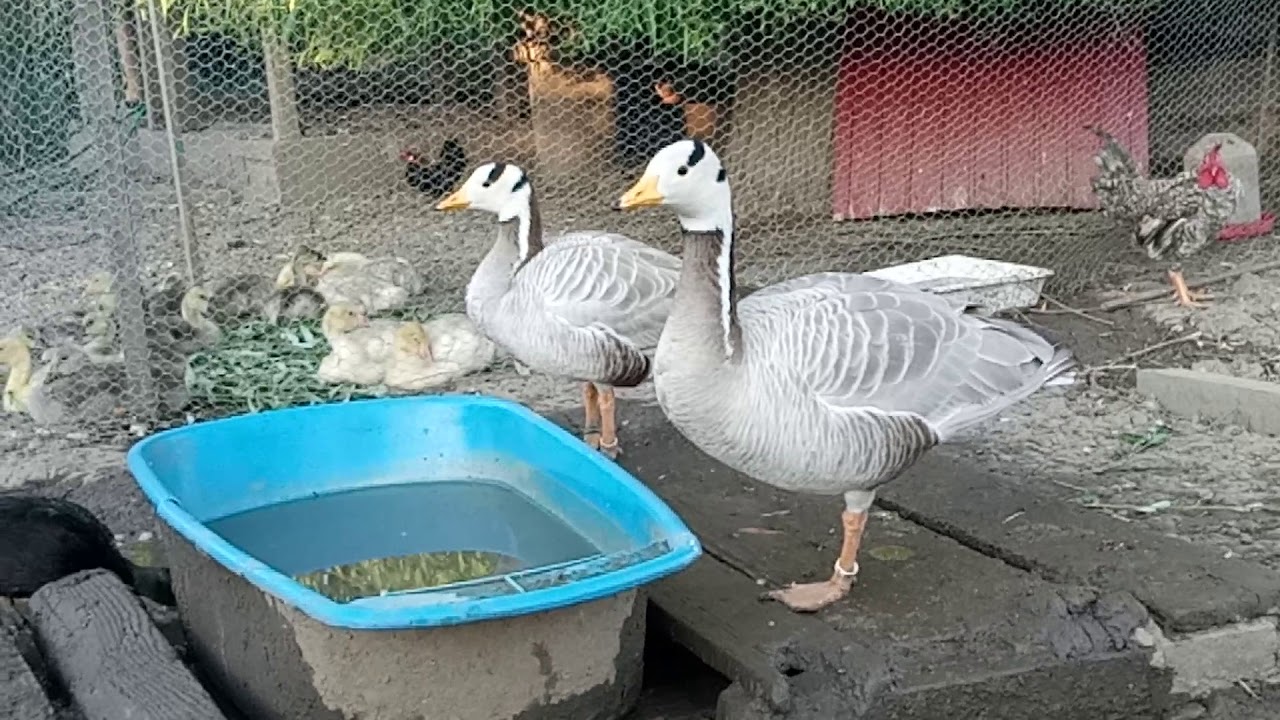 Gaste indiene - anser indicus - YouTube