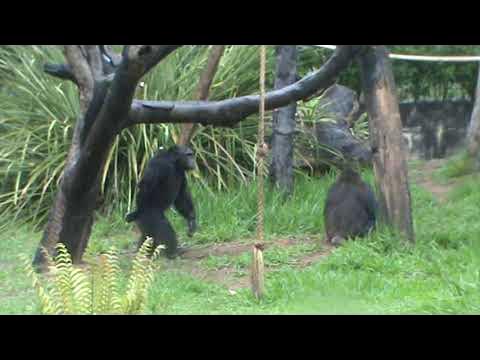 MACACO NO ZOOLOGICO DE BELO HORIZONTE, MONKEY AT BELO HORIZONTE ZOO - YouTube