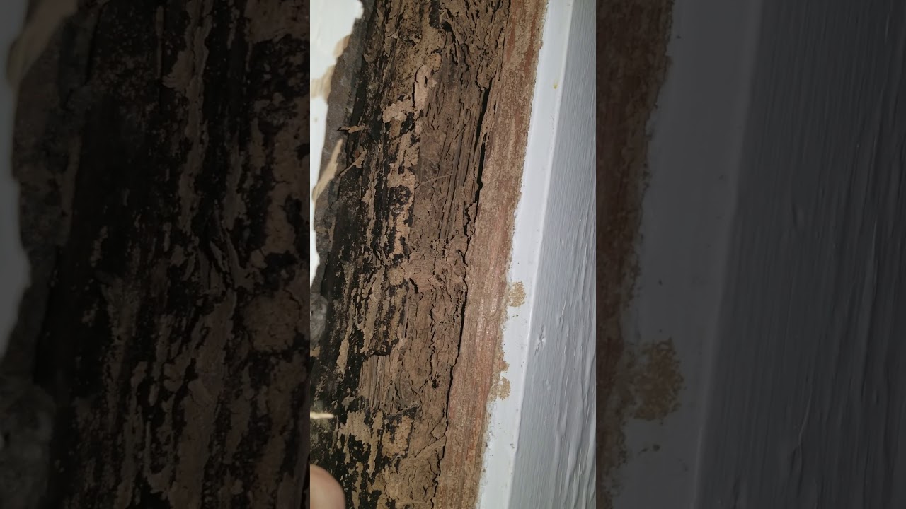 Termites destroying this homeowners house. 25 to $30,000 with a termite ...