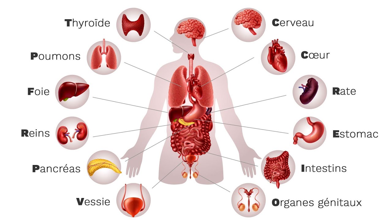 Les principaux organes du corps humain et leurs rôles - YouTube