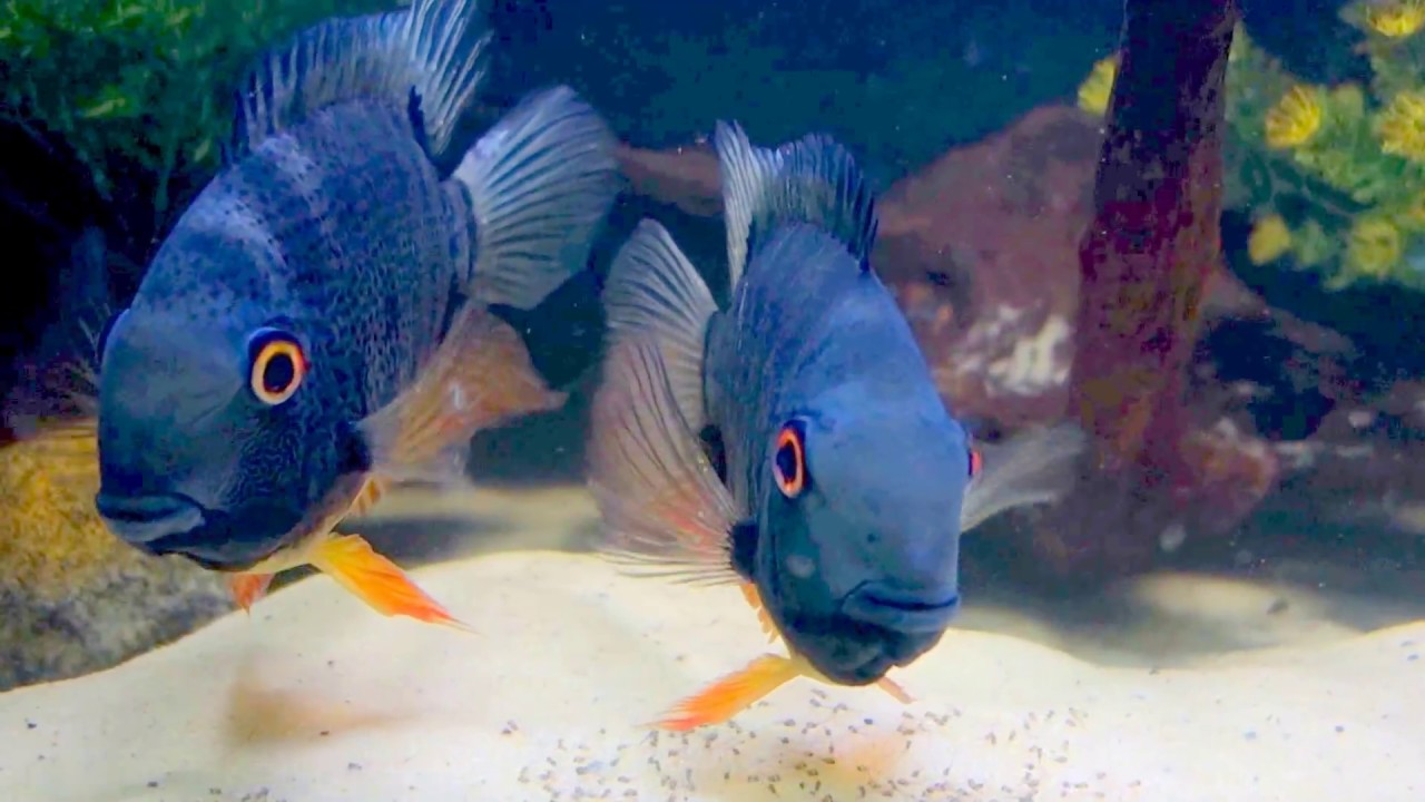 Green Severum / Heros efasciatus with fry - YouTube