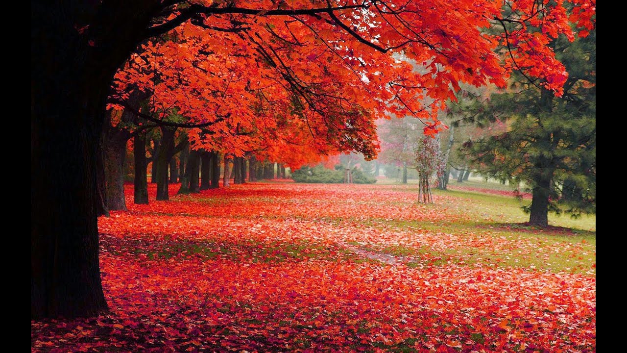 Herbsttag - Rainer Maria Rilke - YouTube