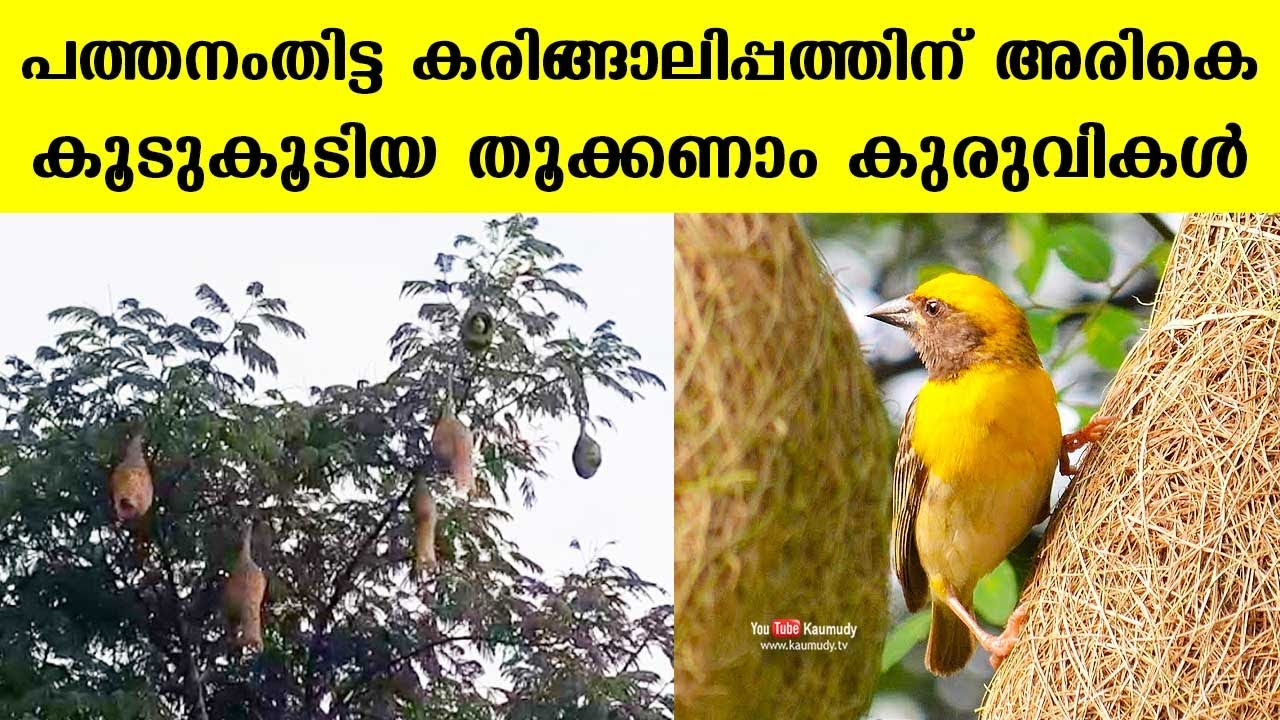 Baya weavers (Thookkanam kuruvi) nesting in Pathanamthitta - YouTube