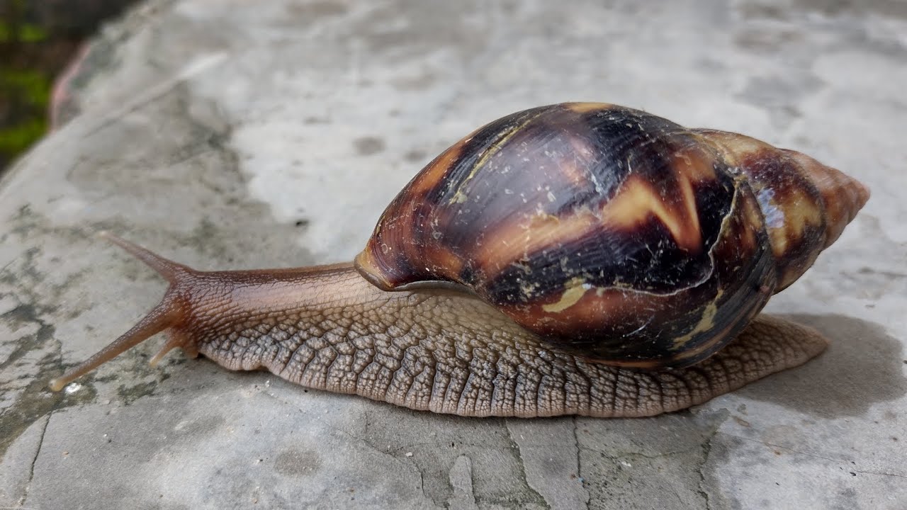 🐌 snail🐌 movement #slow very slow #nature #naturography - YouTube