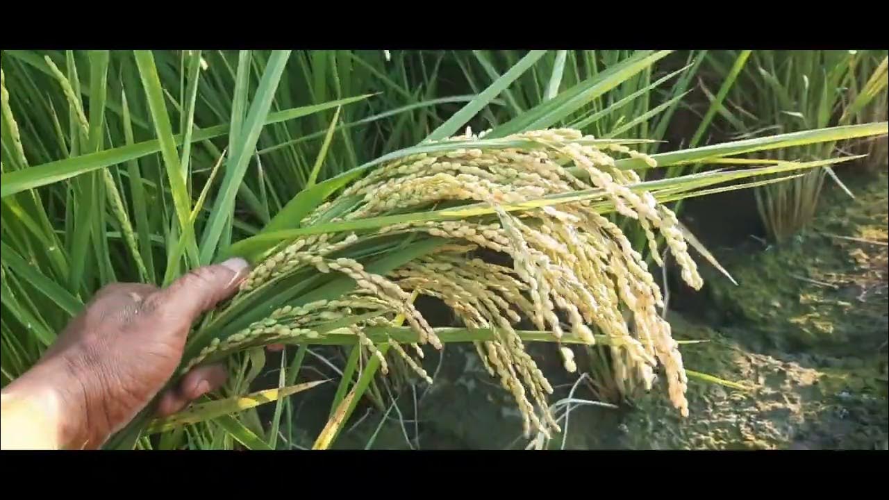 PADI di rawat seadanya HASIL LUAR BIASA - YouTube