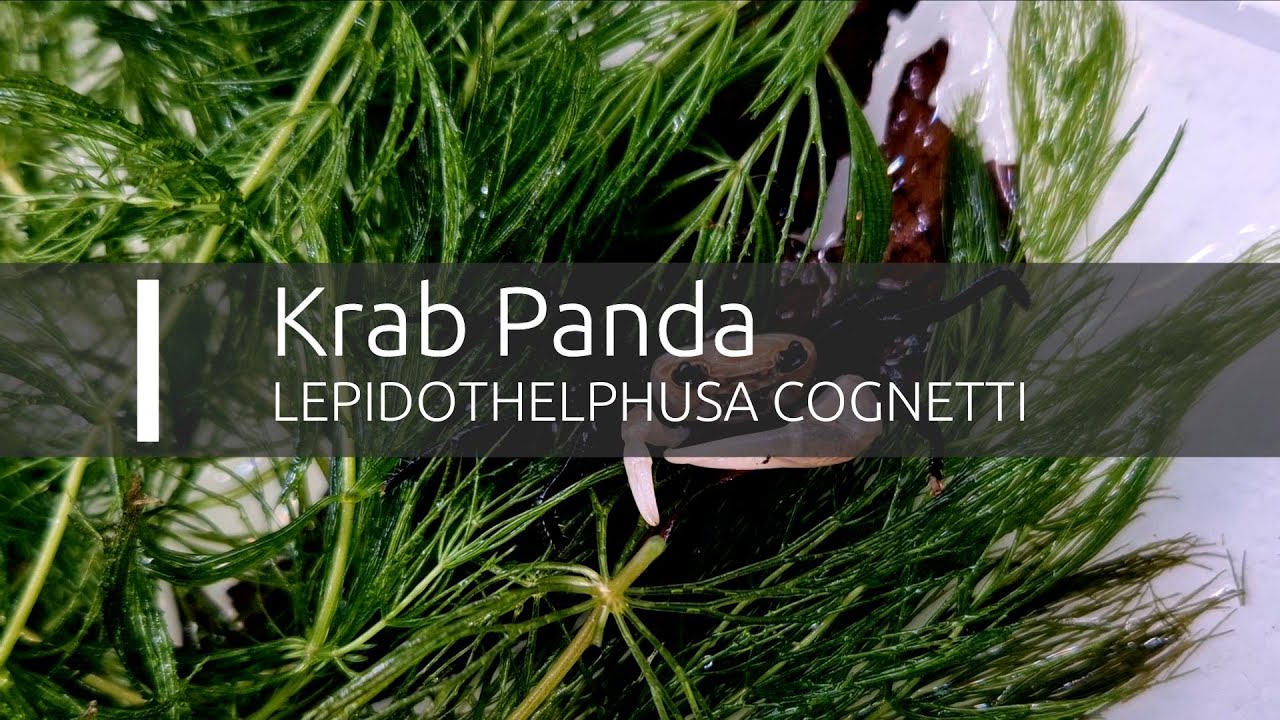 Krab Panda - Lepidothelphusa cognetti (www.shrimp.sk) - YouTube